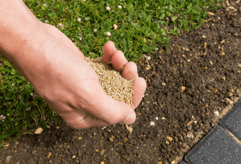 Seeding - ExperiGreen