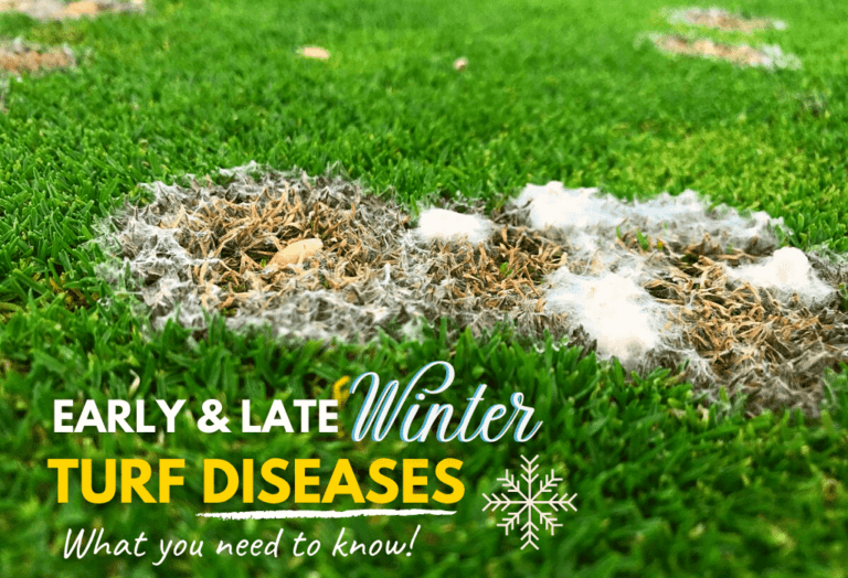 Early and Late Winter Turf Diseases - ExperiGreen