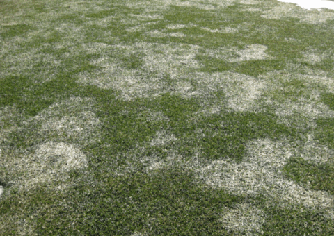 Early and Late Winter Turf Diseases - ExperiGreen