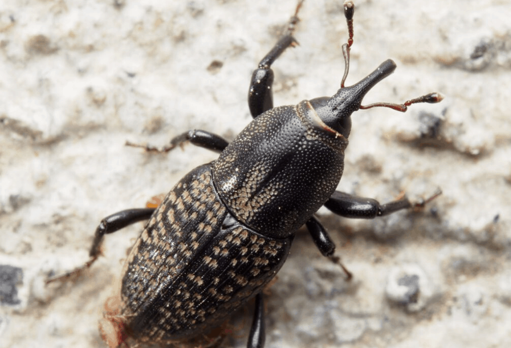 Surface Feeding Insect Control - ExperiGreen