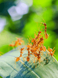 21 Facts About Fire Ants - ExperiGreen