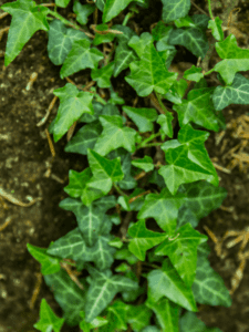 Grass VS. Ground Cover - ExperiGreen