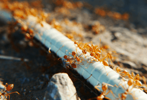 21 Facts About Fire Ants - ExperiGreen