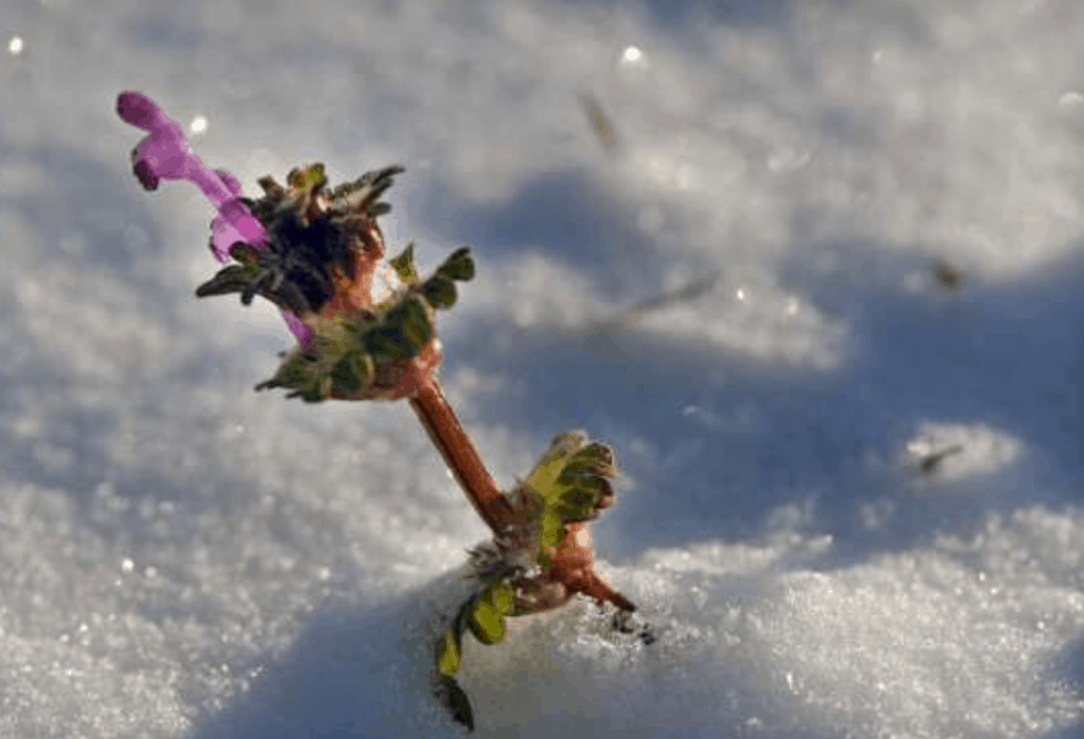 Winter Annual Weeds | ExperiGreen