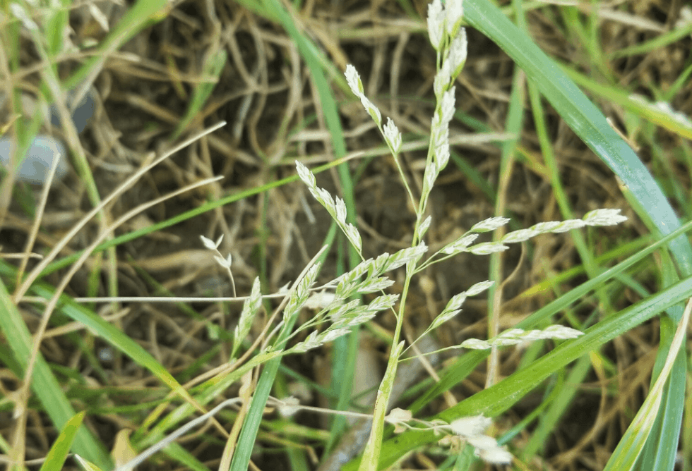 Weed Wednesday: Poa Annua - ExperiGreen