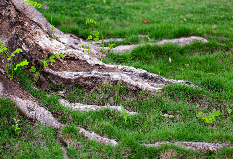 Tree Roots In The Lawn - ExperiGreen