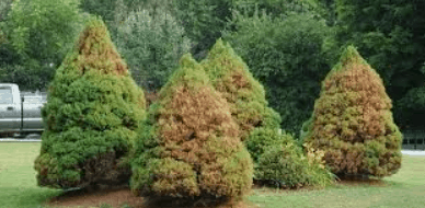 Pests of Conifers [Evergreen Trees] - ExperiGreen