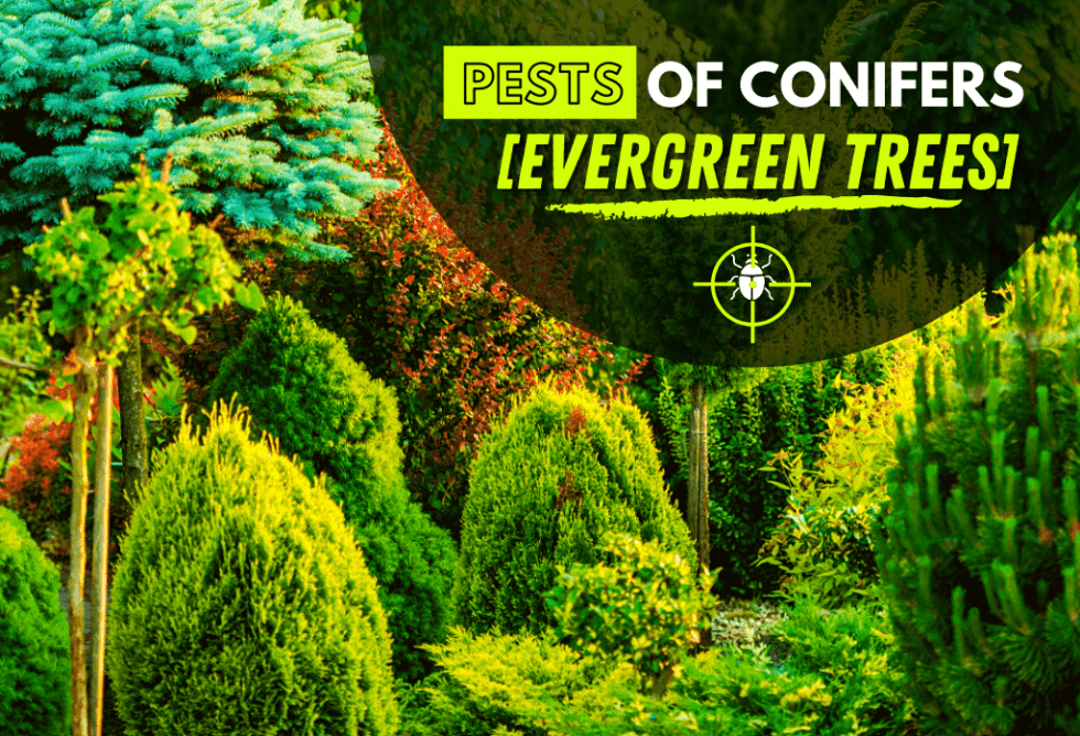 Pests of Conifers [Evergreen Trees] - ExperiGreen