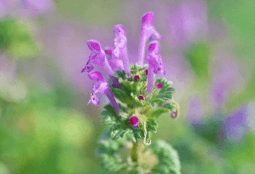 Weed Wednesday: Henbit Weed In Lawns - ExperiGreen