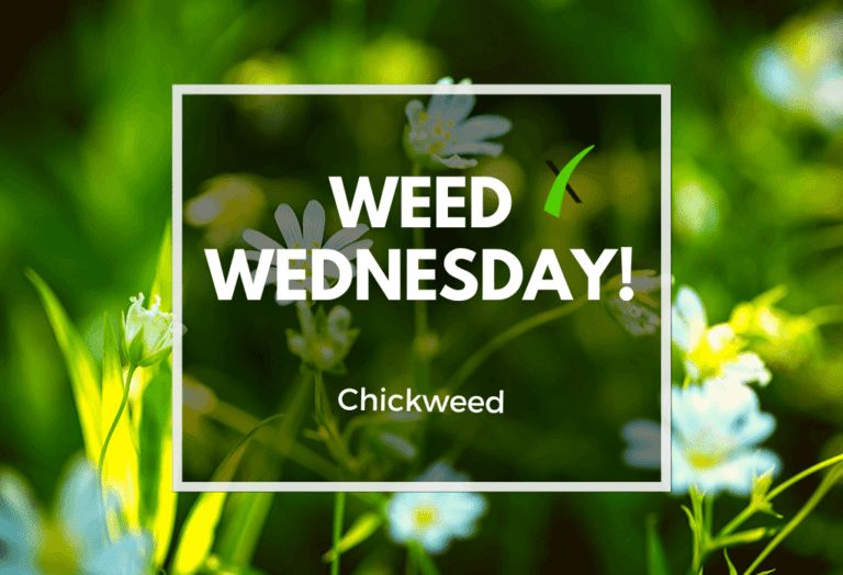 Weed Wednesday: Chickweed | ExperiGreen