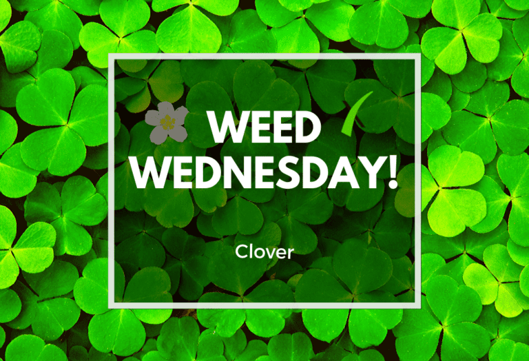 Weed Wednesday: Clover - ExperiGreen