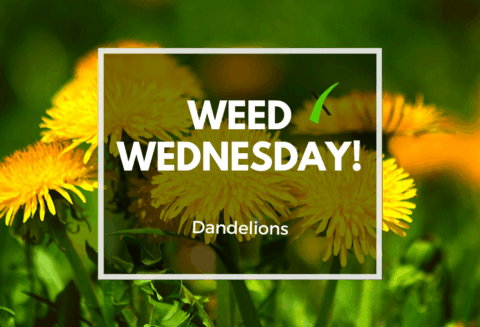 Weed Wednesday: Dandelions - ExperiGreen