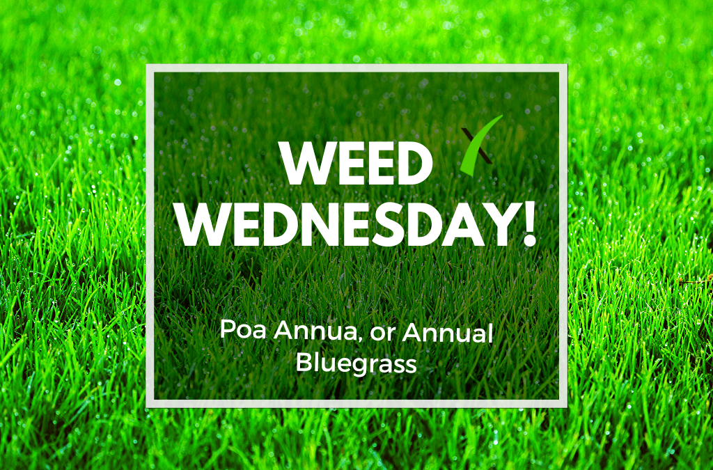 Weed Wednesday: Poa Annua | ExperiGreen