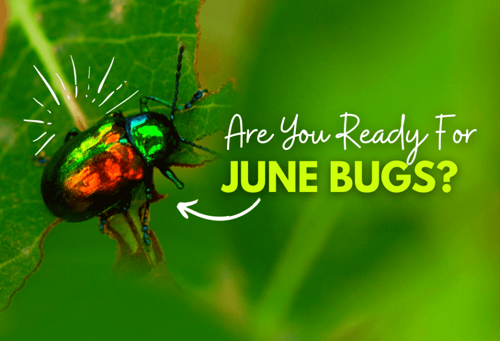 June Bugs - ExperiGreen