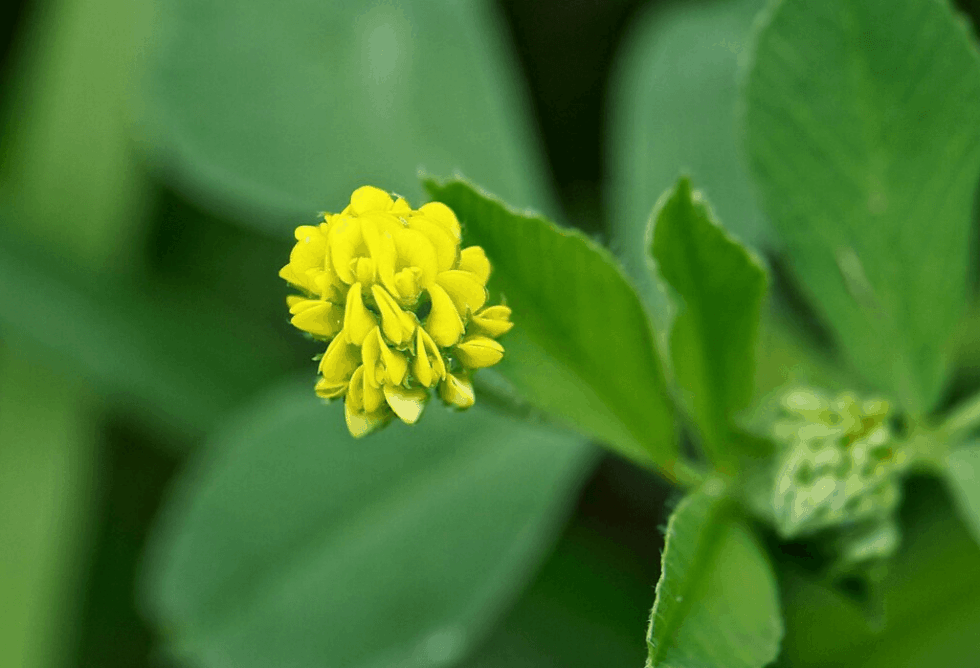 Weed Wednesday Black Medic - ExperiGreen