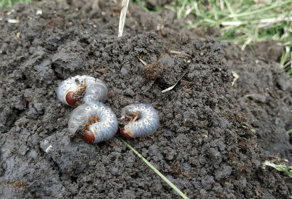 June Bugs | ExperiGreen