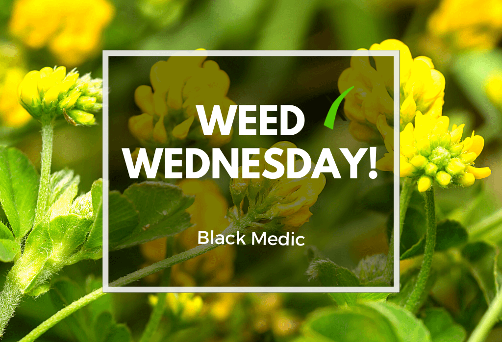 Weed Wednesday Black Medic - ExperiGreen