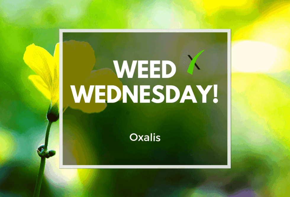 Weed Wednesday: Oxalis - ExperiGreen
