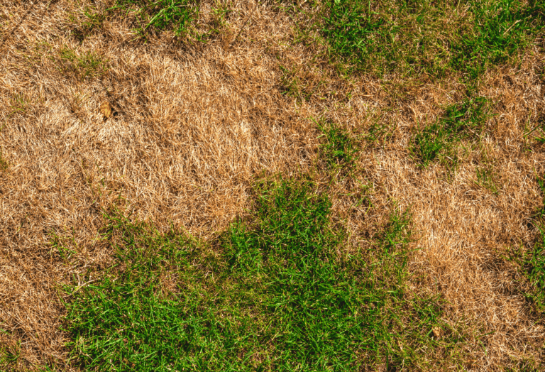 Brown Patches In Lawn - ExperiGreen