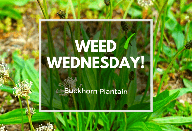 Weed Wednesday: Buckhorn Plantain - ExperiGreen
