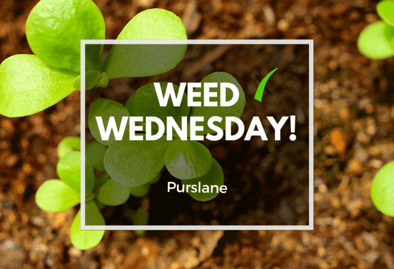 Weed Wednesday: Purslane - ExperiGreen
