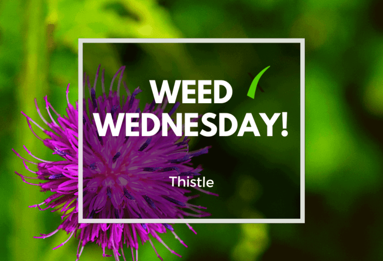 Weed Wednesday: Thistle - ExperiGreen