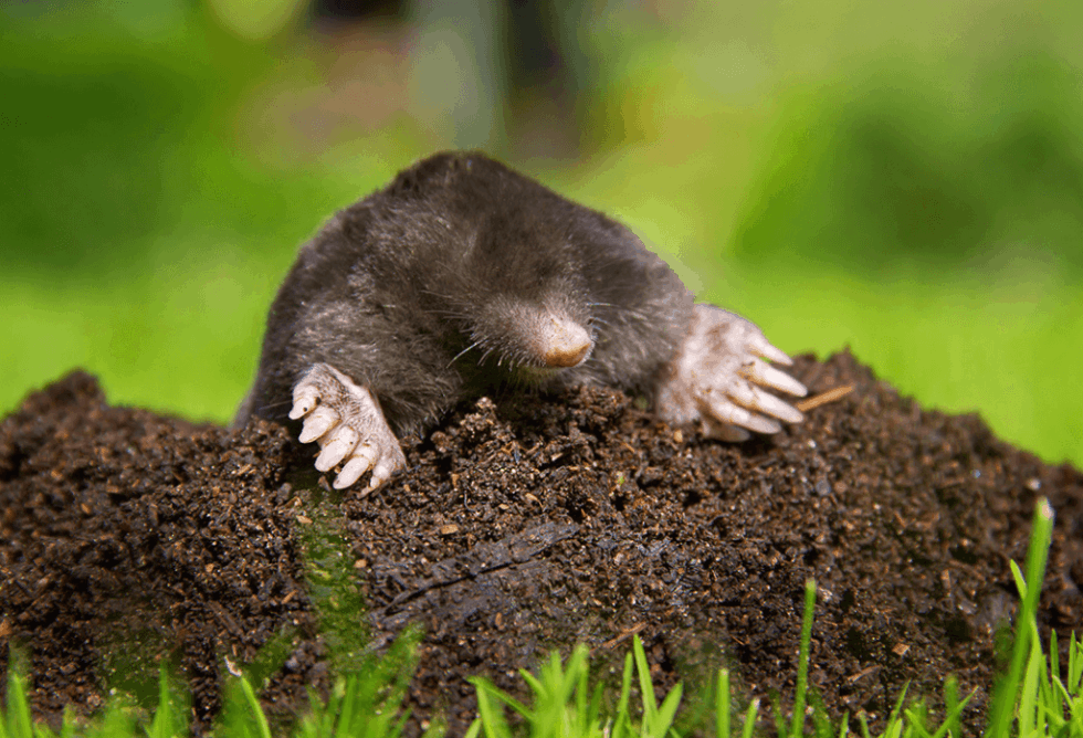 Moles – What You Need to Know - ExperiGreen