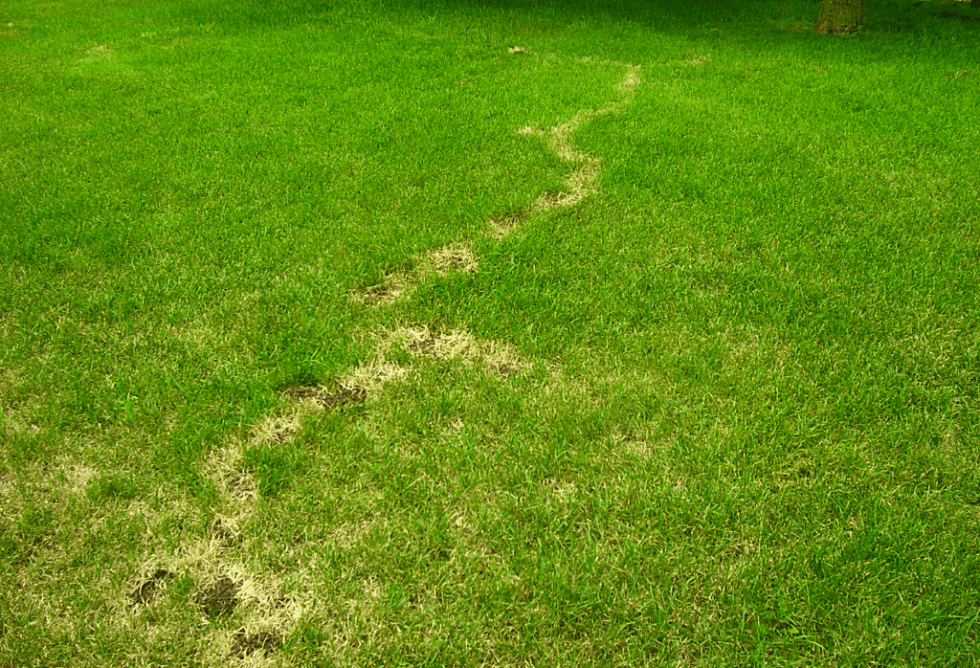 Moles – What You Need to Know - ExperiGreen