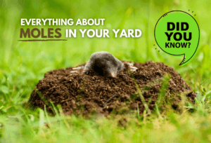 8 Simple Methods to Get Rid of Moles in Your Yard