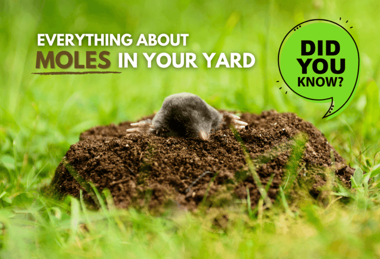 8 Simple Methods to Get Rid of Moles in Your Yard