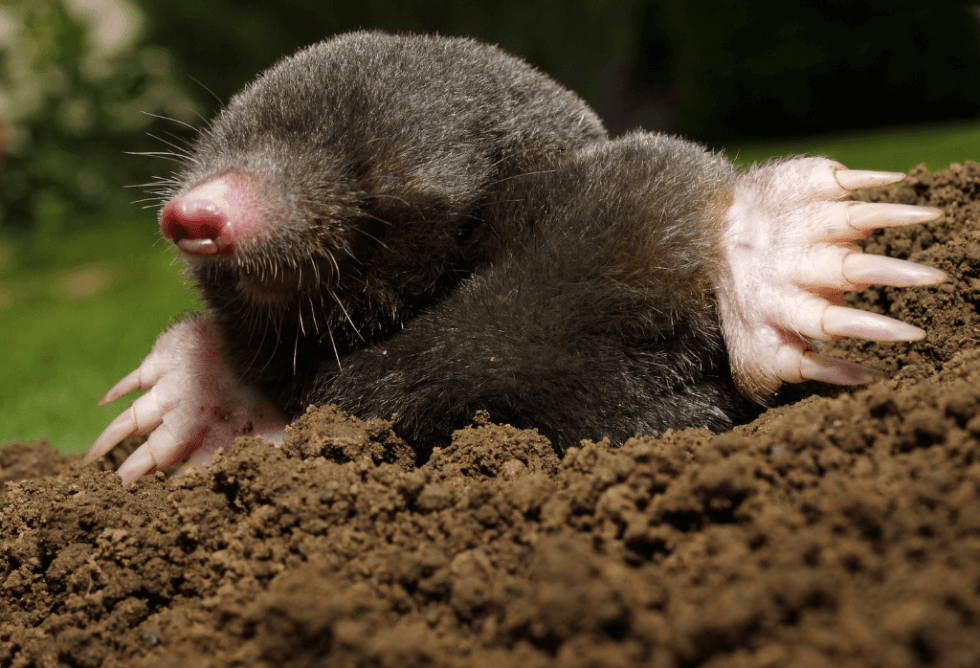 Moles – What You Need to Know - ExperiGreen