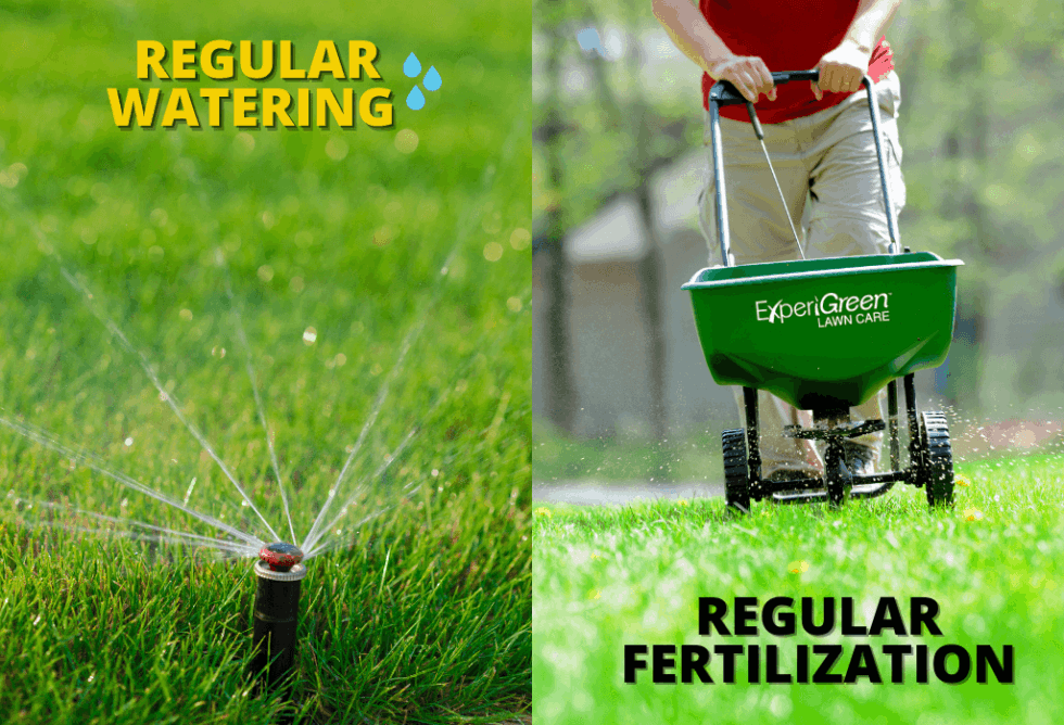 Chicago Sod Lawns Turning Brown - ExperiGreen