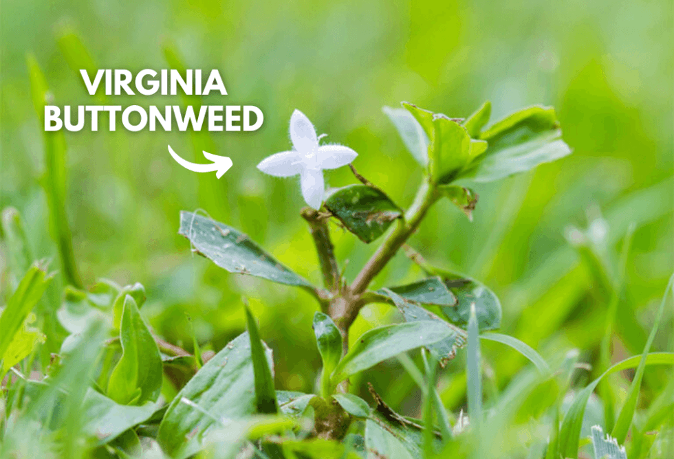 Weed Wednesday Buttonweed - ExperiGreen