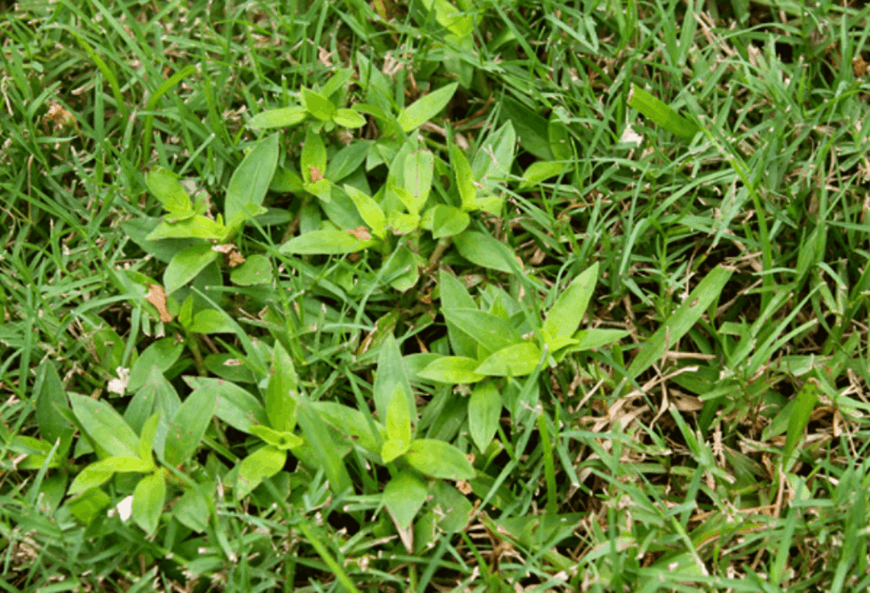Weed Wednesday Buttonweed - ExperiGreen