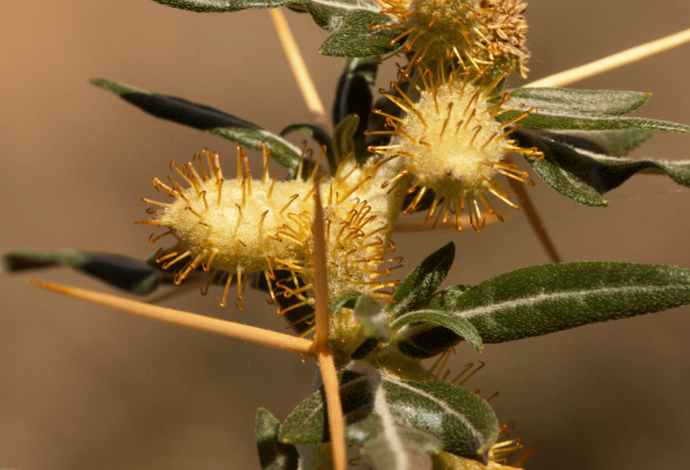 Weed Wednesday Burweed - ExperiGreen