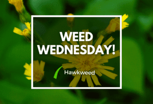Weed Wednesday Hawkweed - ExperiGreen