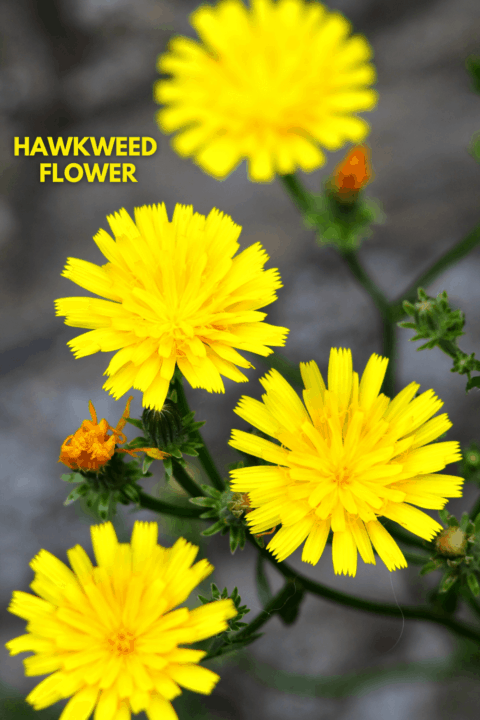 Weed Wednesday Hawkweed - ExperiGreen