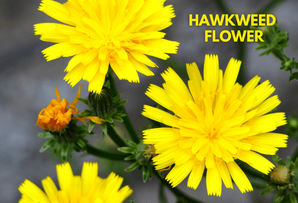Weed Wednesday Hawkweed - ExperiGreen