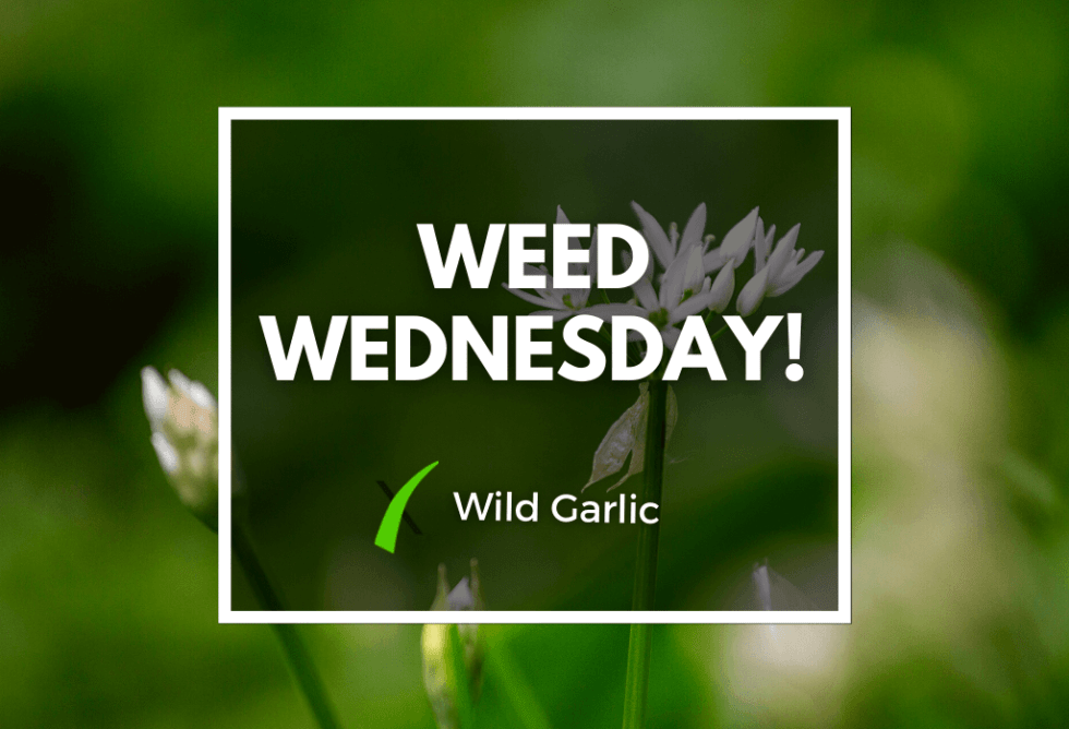 Weed Wednesday Wild Garlic - ExperiGreen