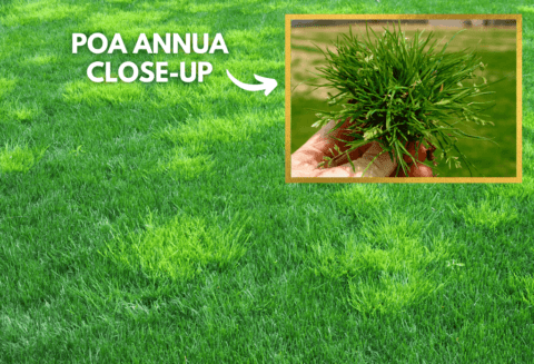 Weed Wednesday: Poa Annua - ExperiGreen