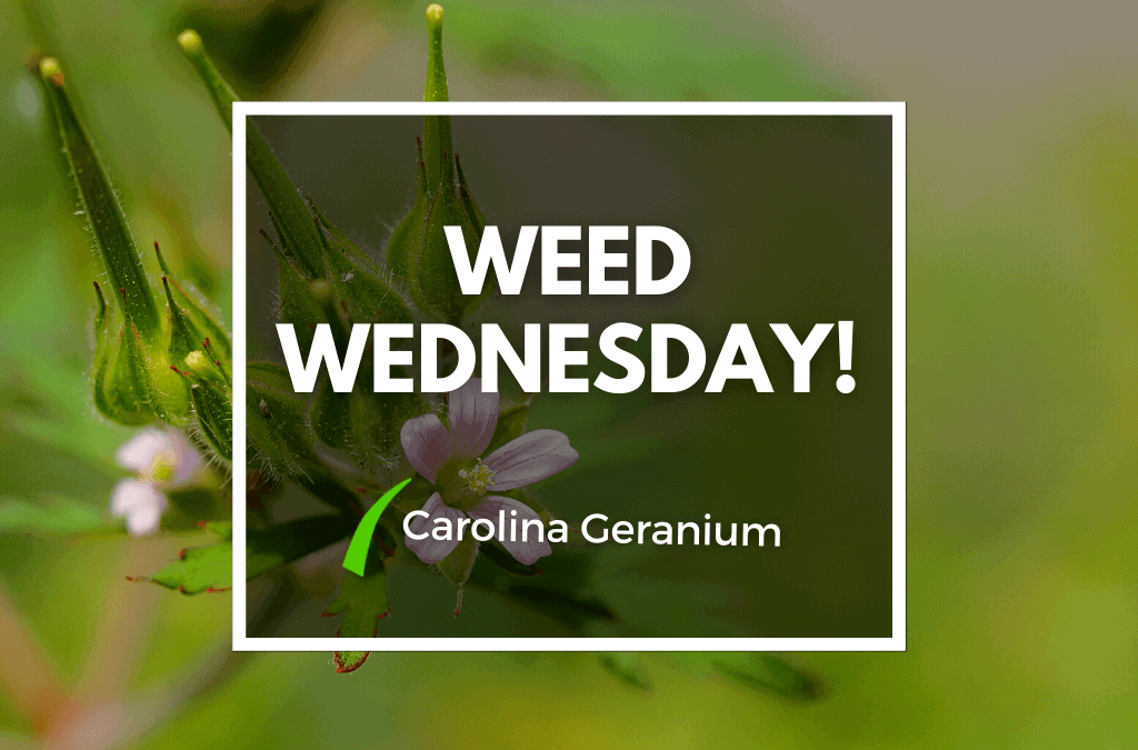 Weed Wednesday Carolina Geranium - ExperiGreen