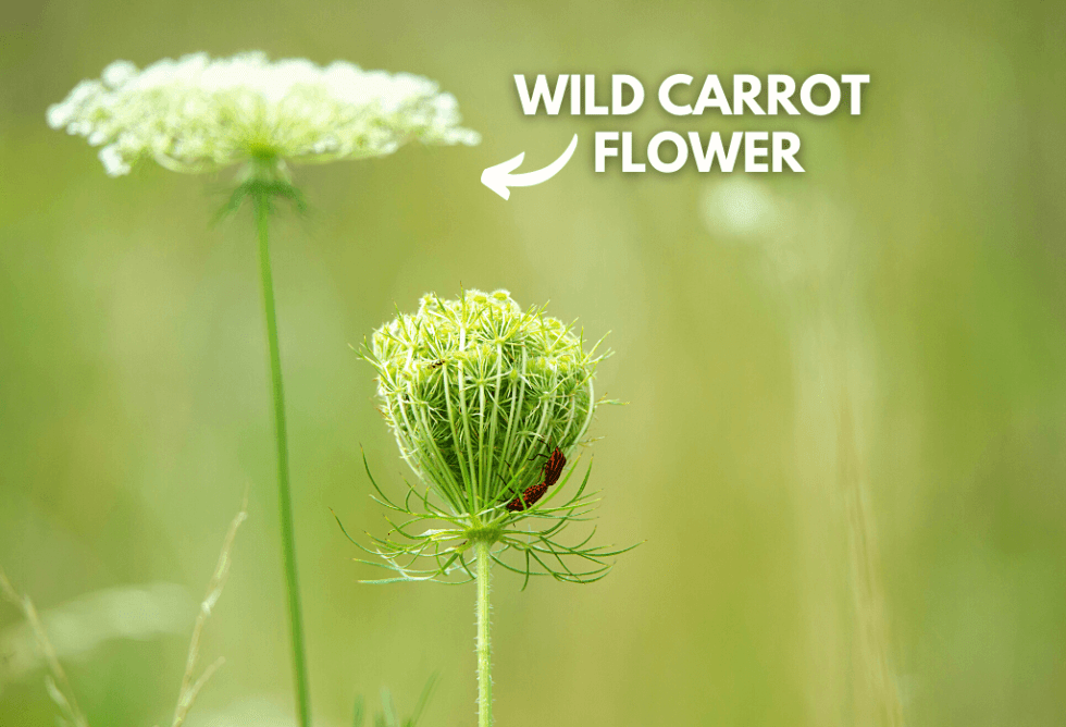 Weed Wednesday Wild Carrot - ExperiGreen