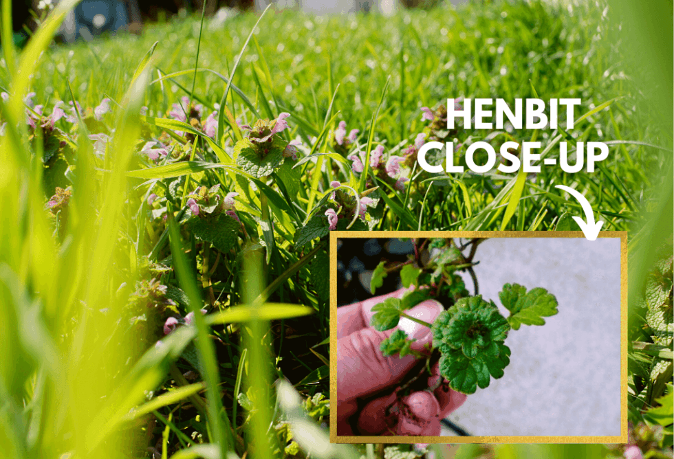 Weed Wednesday: Henbit Weed In Lawns - ExperiGreen