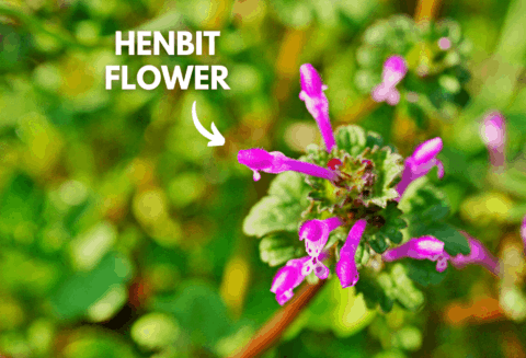 Weed Wednesday: Henbit Weed In Lawns - ExperiGreen