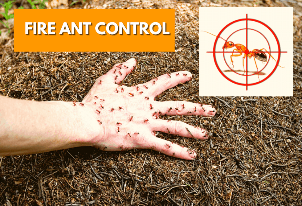 21 Facts About Fire Ants - ExperiGreen