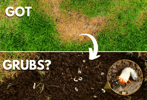 Managing White Grubs In Lawns - ExperiGreen