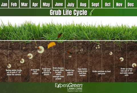 June Bugs - ExperiGreen