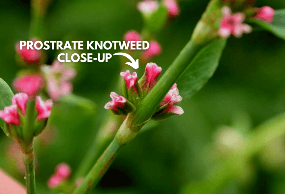 Weed Wednesday Prostrate Knotweed - ExperiGreen
