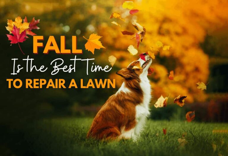 Fall Is The Best Time To Repair A Lawn - ExperiGreen