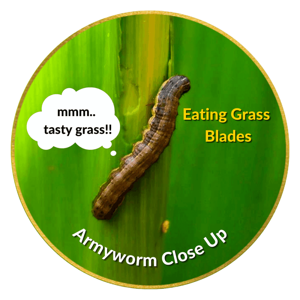 Fall Lawn Armyworm Outbreak: What You Need To Know - ExperiGreen